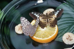 How to Make Butterfly Food