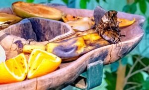 How to Make Butterfly Food