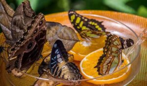 How to Make Butterfly Food