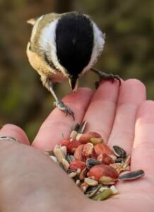 Feeding Wild Birds with Food Scraps - All Free Crafts